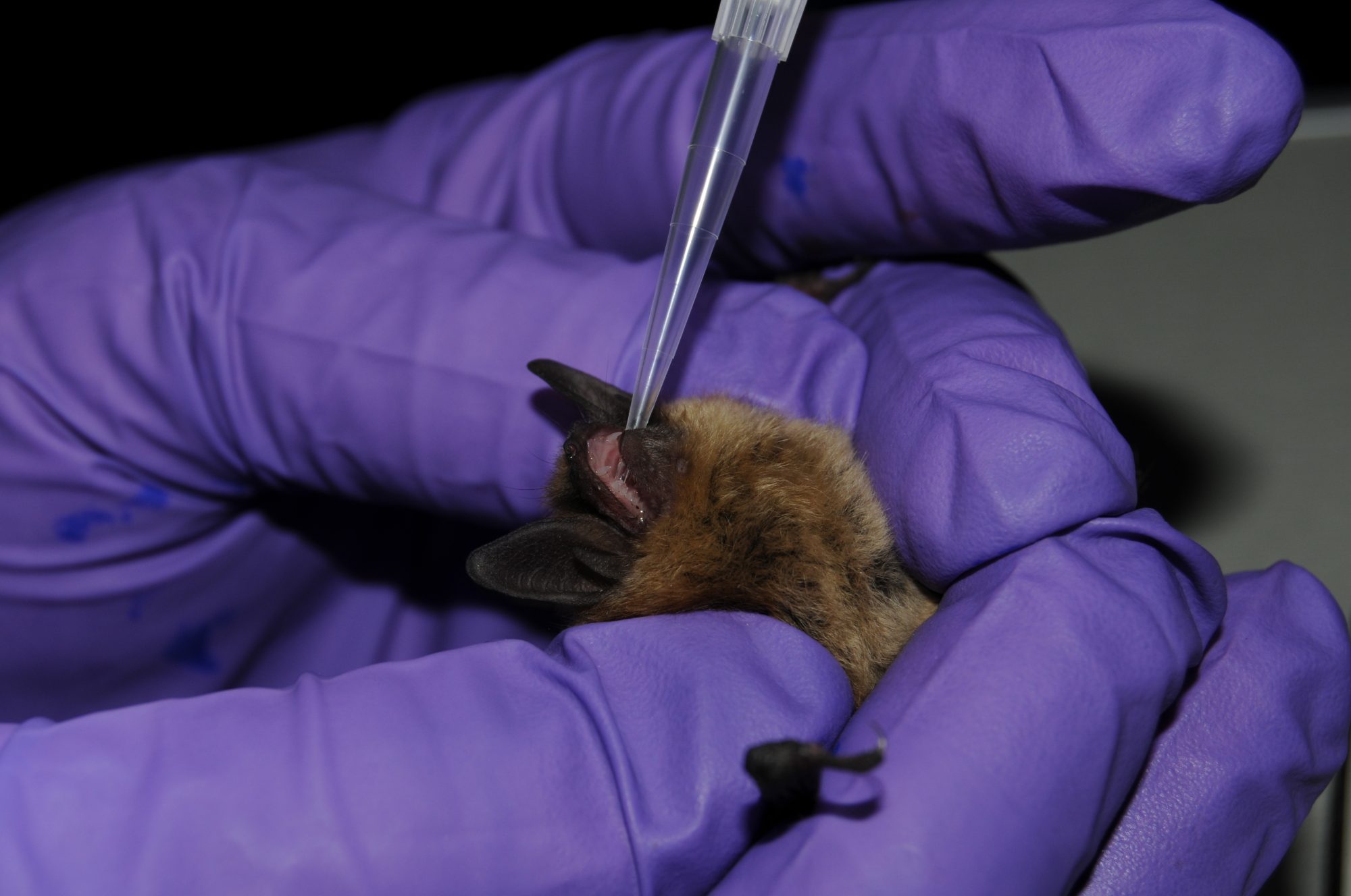 Bat Migration House - JAKUB GAŁCZYNSKI